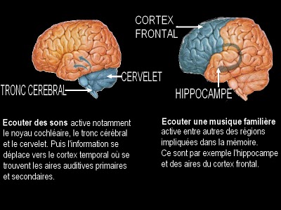 Anatomie de l'appareil auditif :: TPE Psychoacoustique